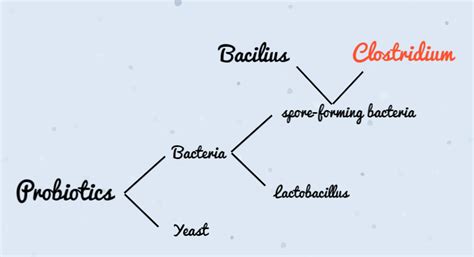 낙산균 에 대한 모든 것