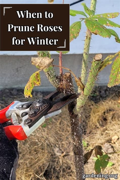 How To Prune Knockout Roses For A Beautiful Garden Best Time To Prune