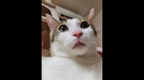 【猫動画】お口、半開きですよ？〜にゃんともパレード〜猫動画猫262 Youtube