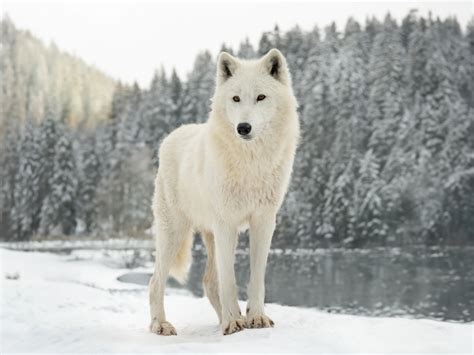 Arctic Wolf 2025 Incredible Facts Habitat Diet And More