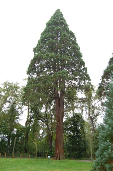 Sequoia Tree Pictures Photos Images Facts On Sequoia Trees