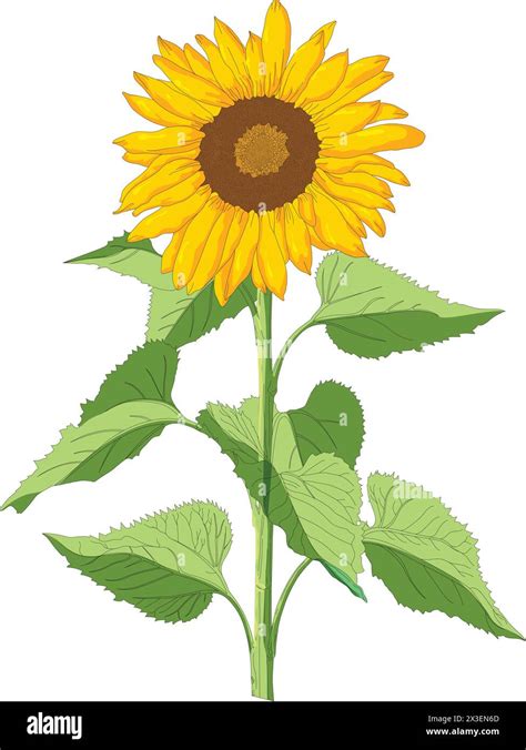 Sunflower Vector Illustration Stock Vector Image And Art Alamy