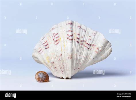 Seashell Shell Structure Still Life Beauty Art Concept Artwork Natural Beauty Natural
