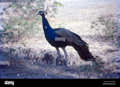 Peacock Bird Sasan Gir Forest Gujrat India Indias National Brid