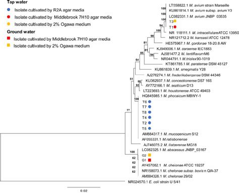 Phylogenetic Tree Of 16s Rrna Gene Sequences Of Ntm Isolates Using