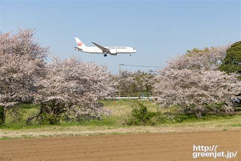 成田で飛行機～桜の狭間に白い飛行機 Mgt Greenjet 飛行機撮影記