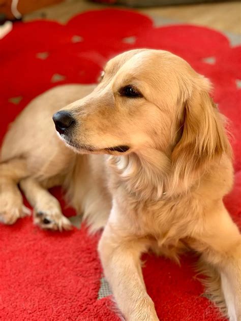 Janet Our Golden Cocker Retriever Is Almost 8 Months Old Now R