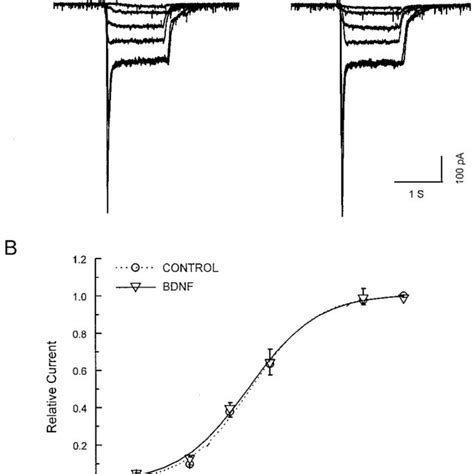 Bdn F Did Not Affect The Sensitivity Of Glutamate Receptors A Shown