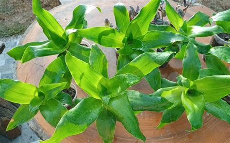 Công Dụng Và Cách Dùng Cây Lược Vàng Tốt Cho Sức Khỏe Htnc