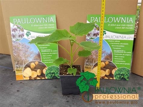Paulownia Pao Tong Z07 pot 600ml