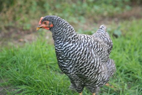 What Chickens Look Like Barred Rocks At Wilda Talley Blog