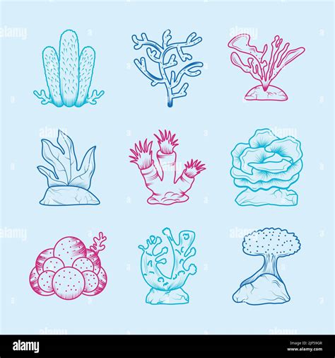 Coral Sea Life Stock Vector Image And Art Alamy