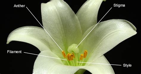 Anther Filament