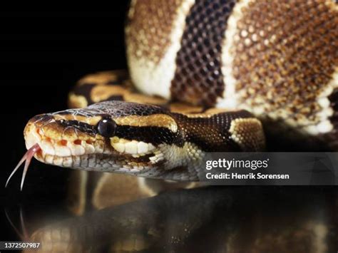 Are Ball Pythons Dangerous Photos And Premium High Res Pictures Getty