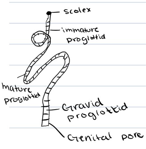 Biol 2030 Lecture 7 Condensed Notes Flashcards Quizlet