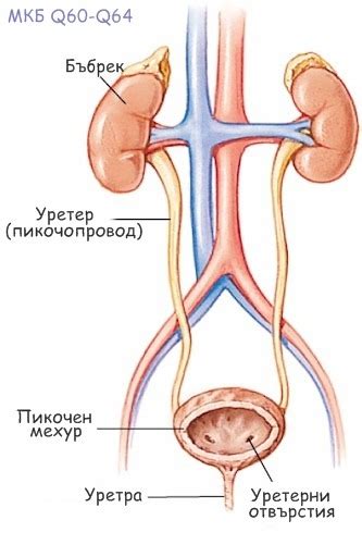 обучение опера откритие отделителна система тест авантюрист T вечер