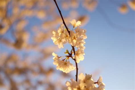 Free Images Tree Nature Branch Blossom Sunlight Leaf Flower