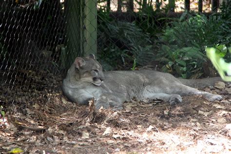 Florida Panther Puma Concolor Coryi Zoochat