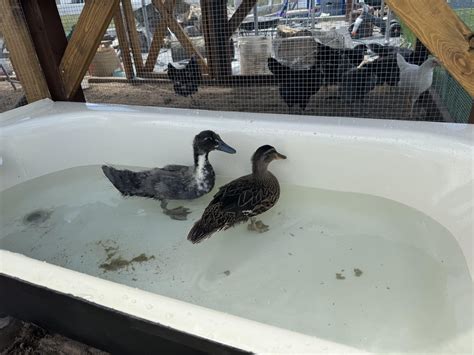 Any Insight Into Sex Rduck