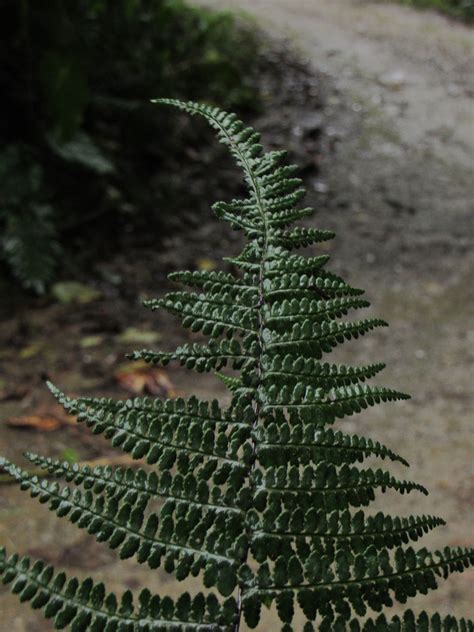 Pityrogramma Tartarea Ferns And Lycophytes Of The World