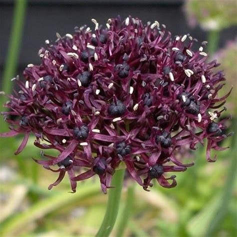 Allium Atropurpureum Order Online In Eu Directly From Holland