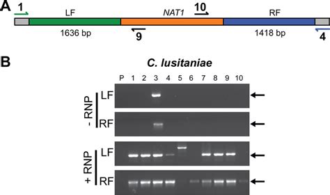 Pcr Genotype Analysis To Determine Rnp Mediated Knockout Efficiency In