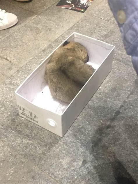 商場門放了只流浪狗，女孩聽完旁邊小伙的話，果斷拿走鞋盒抱回家 每日頭條