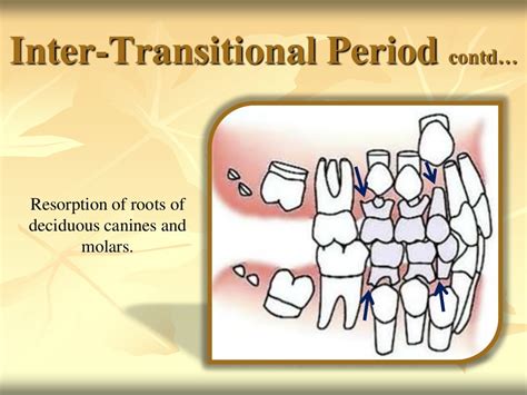 Development Of Occlusion