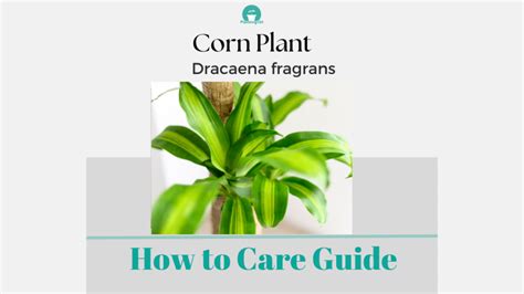 Beginners Guide How To Care For Corn Plant Dracaena Fragrans