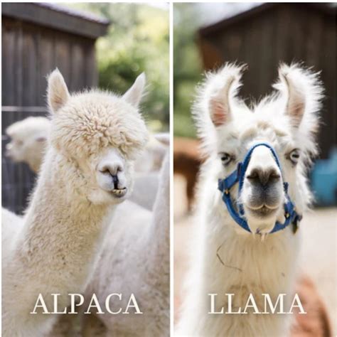 How To Tell The Difference Between A Llama And An Alpaca