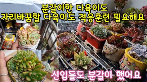 베란다 다육이 에고~물이 과한상태~켁 가을이라 맘에 부담이 덜하네요🌸가을에도 다육이 적응시간은 꼭 필요해요~😆 Youtube