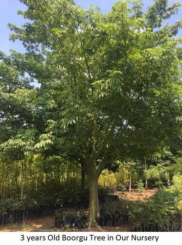 Boorugu Plant At Rs 30 Piece Quthbullapur Hyderabad Id 20234013762