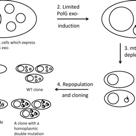 Mtdna Mutagenesis Workflow The Process Consists Of Four Principal
