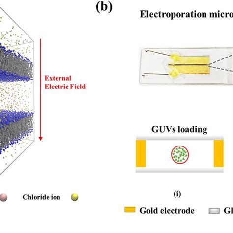 Simulation Model And Experimental Microchip A Schematic Diagram Of