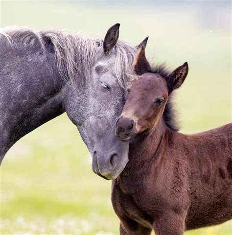 Managing A Newborn Foal For Optimum Health