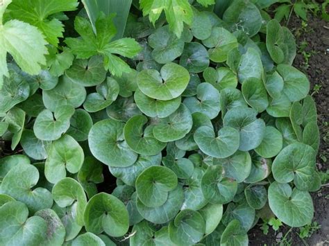 Копытень европейский купить в blumgarden.ru