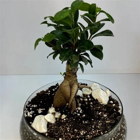 خرید و قیمت بنسای جینسینگ به همراه گلدان شیشه ای و تزئینات ترب