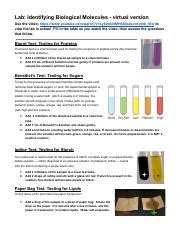 Identifying Biological Molecules Lab Virtual Pdf Lab Identifying