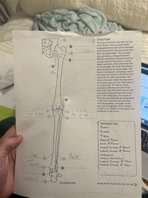 Posterior View Of Leg Bones Diagram Diagram Quizlet