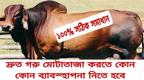 দ্রুত গরু মোটাতাজা করতে কোন কোন ব্যাবস্হাপনা নিতে হবে Aci Animal