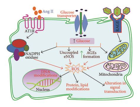 Sources Of Ros Generation And Their Impact On Cellular Components And Download Scientific