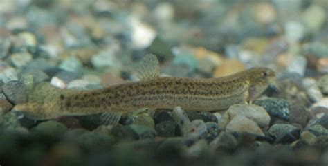 東京淡水魚図鑑 ドジョウドジョウ科シマドジョウ亜科ドジョウ属