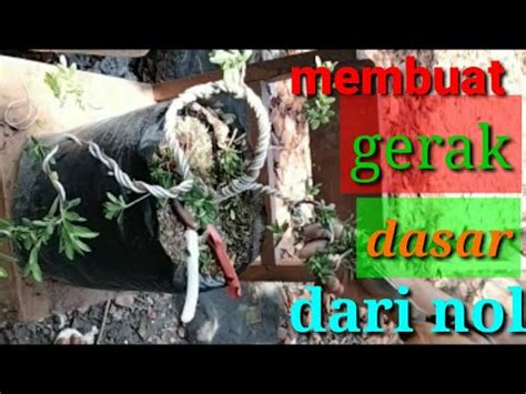 Membuat Gerak Dasar Bonsai Santigi Dari Hasil Cangkok Youtube