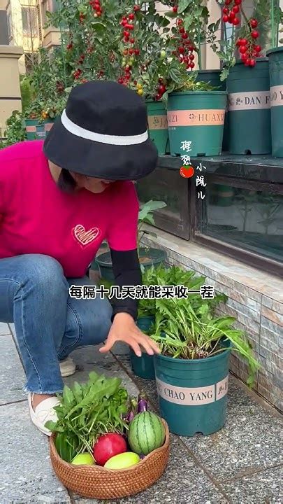 花盆种菜，一样可以实现采摘自由 田园生活 小菜园 在家种菜 Youtube