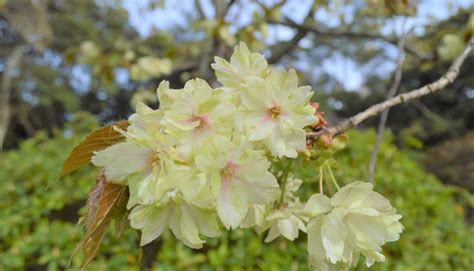 御衣黄（ぎょいこう）桜の開花状況2021｜萩市観光協会公式サイト｜山口県萩市
