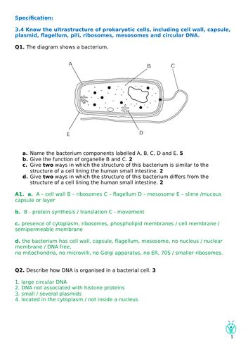 Structure Of Prokaryotic Cells Topic 3 Edexcel A Snab A Level