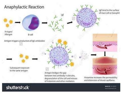 Final Anaphylactic Reactions And Anaphylactic Shock Pptx