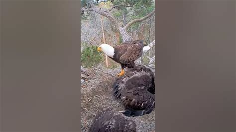 猛禽幼鸟白头海雕大毛干二毛，二毛最后嘎了，二毛被鸟妈妈分了猛禽鸟类 雏鸟 拍鸟 幼鸟 Youtube