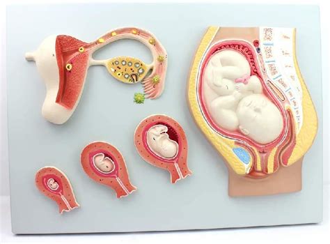Buy Embryo Model Model Model Development Process Of Embryo Fetus Human