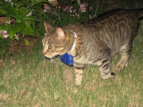 Kitty Cam Reveals Cats Secret World Of Slaughter Neatorama